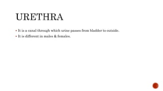 Urinary System human anatomu and physiology 2 .pptx | Chemistry | Science