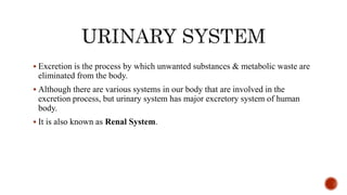 Urinary System human anatomu and physiology 2 .pptx | Chemistry | Science