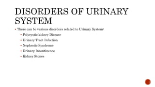 Urinary System human anatomu and physiology 2 .pptx