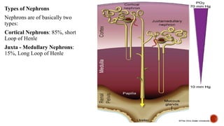 Urinary System human anatomu and physiology 2 .pptx | Chemistry | Science