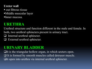 urinary system human anatomy and physiology | PPTX