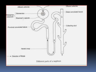 urinary system human anatomy and physiology | PPTX