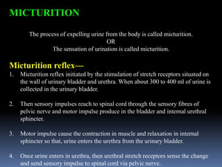 urinary system human anatomy and physiology | PPTX