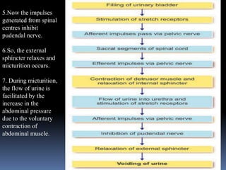 urinary system human anatomy and physiology | PPTX