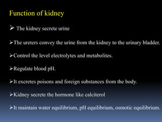urinary system human anatomy and physiology | PPT