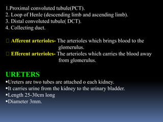 urinary system human anatomy and physiology | PPTX