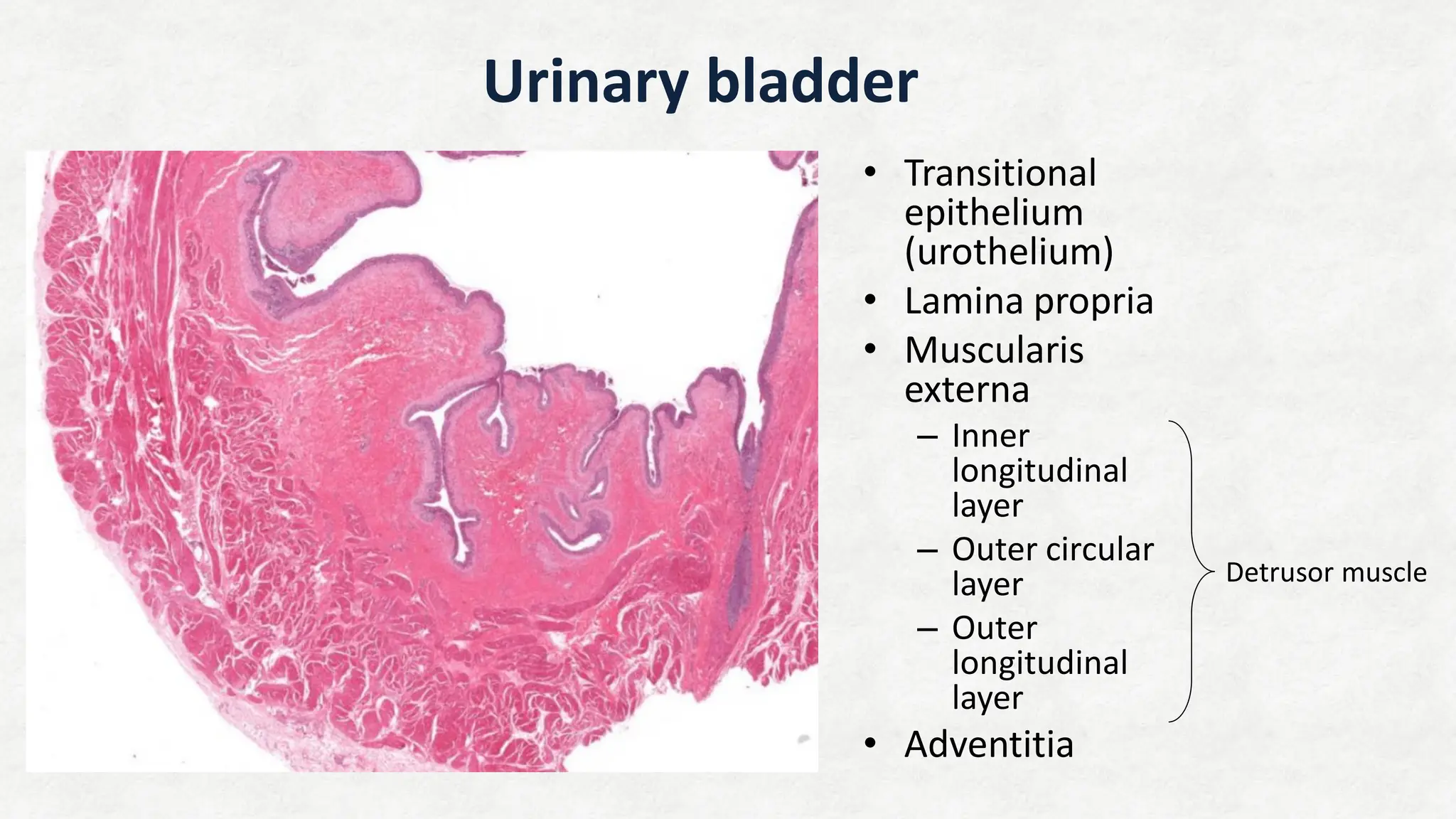 111111111111111111111111Urinary System.pdf