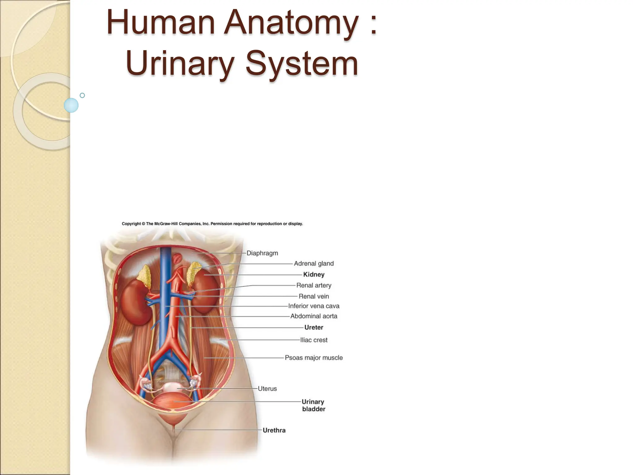 anatomical structures of Urinary System.ppt | Chemistry | Science