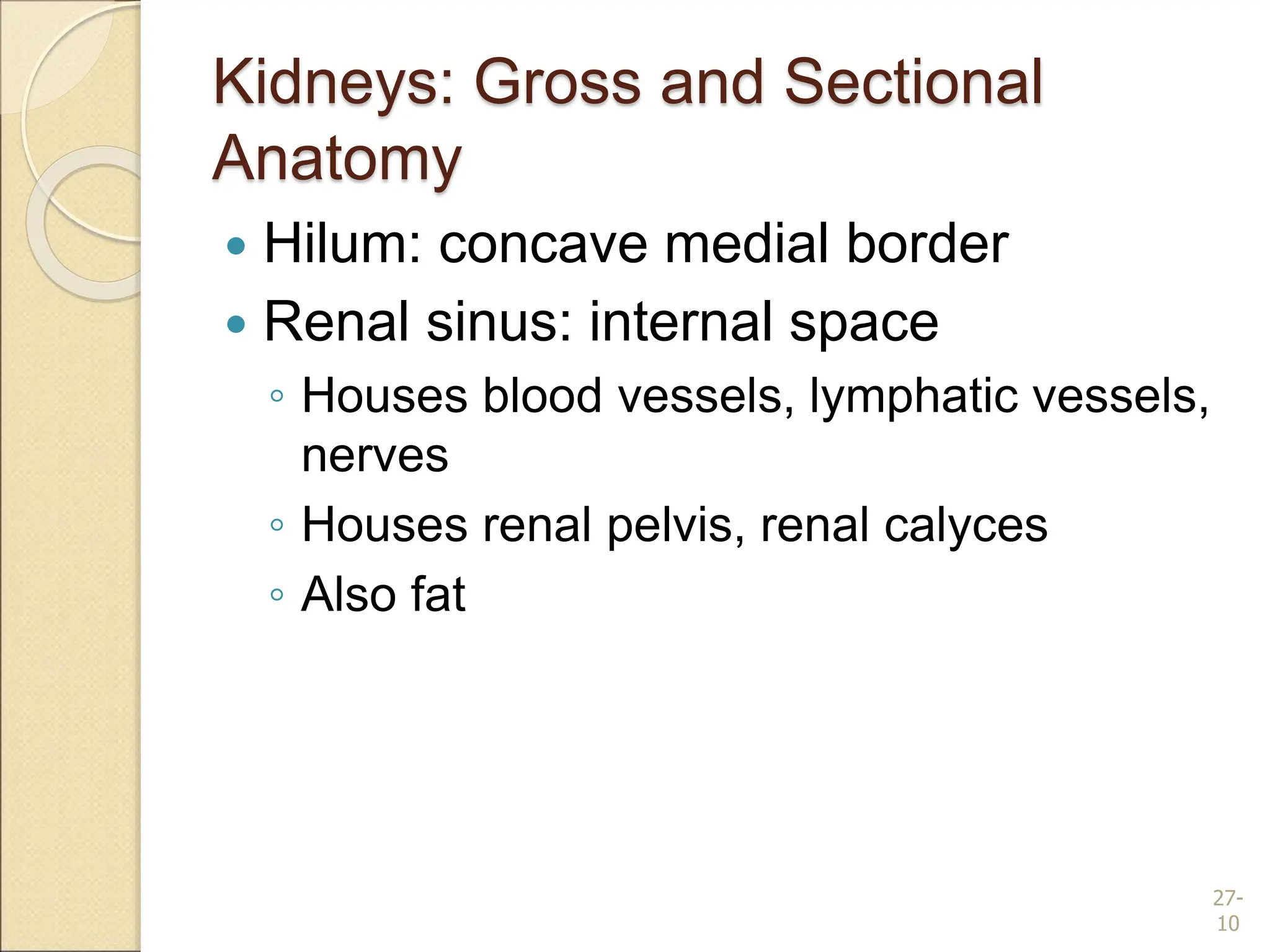 anatomical structures of Urinary System.ppt