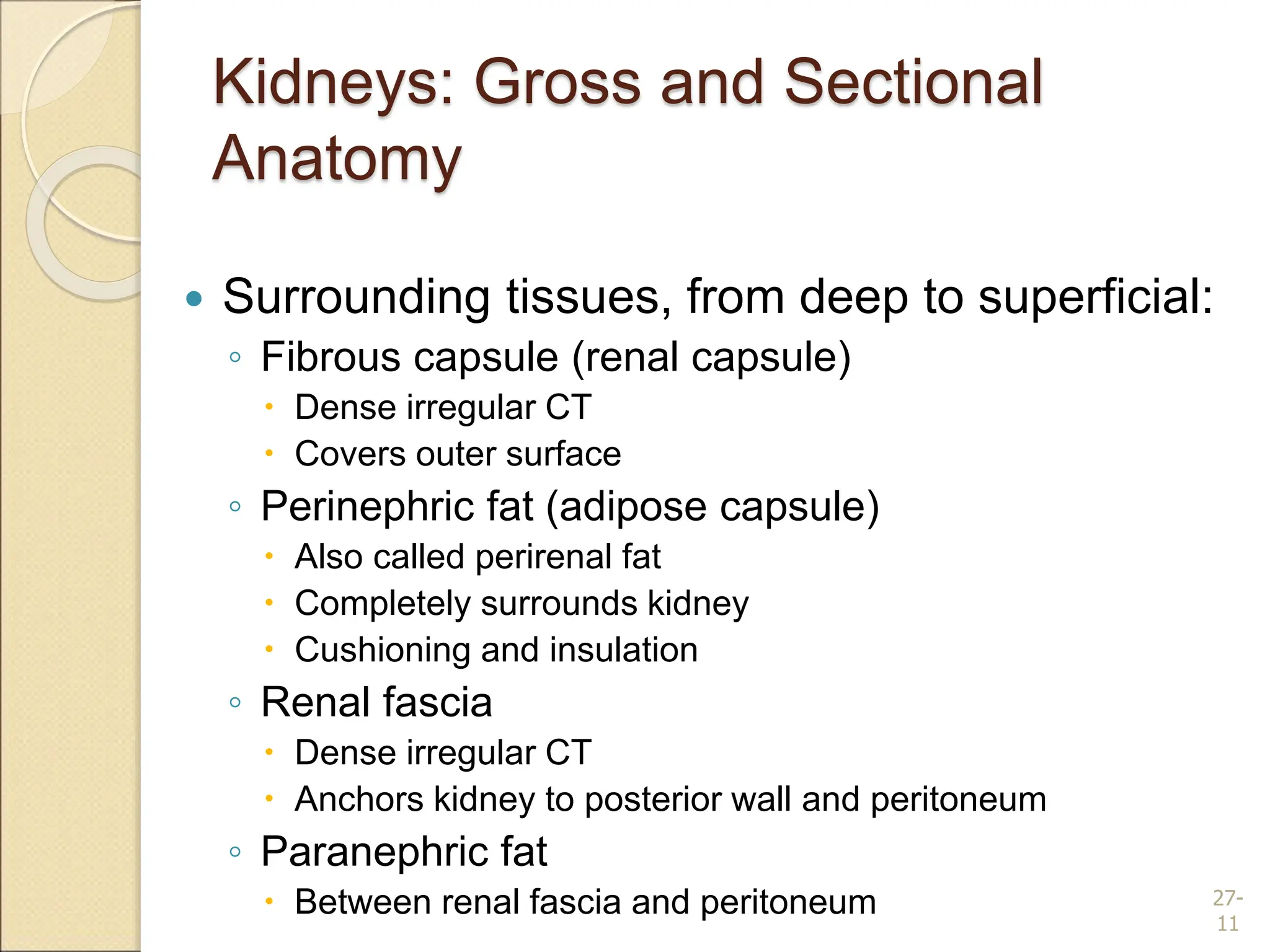 anatomical structures of Urinary System.ppt