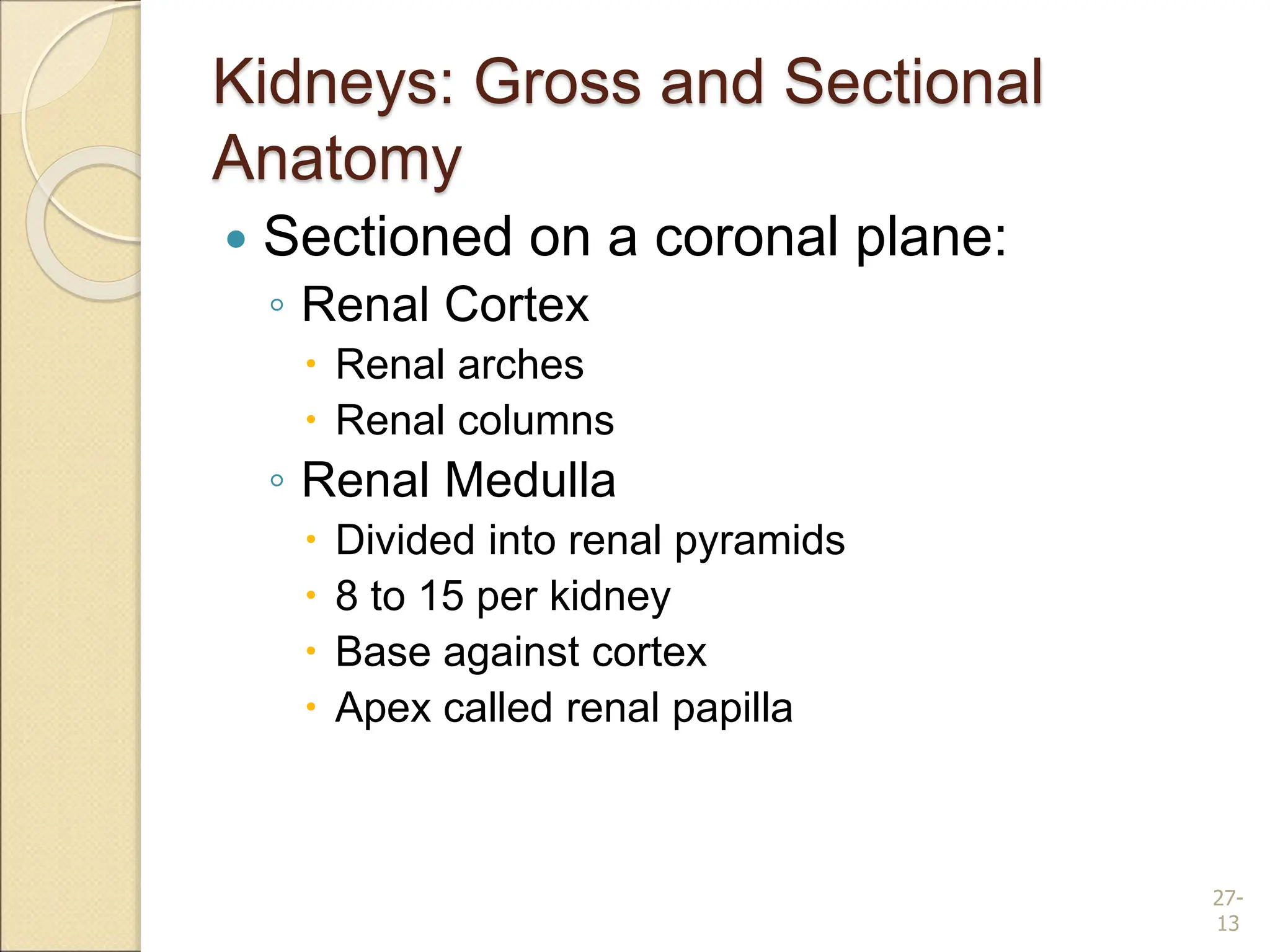 anatomical structures of Urinary System.ppt | Chemistry | Science