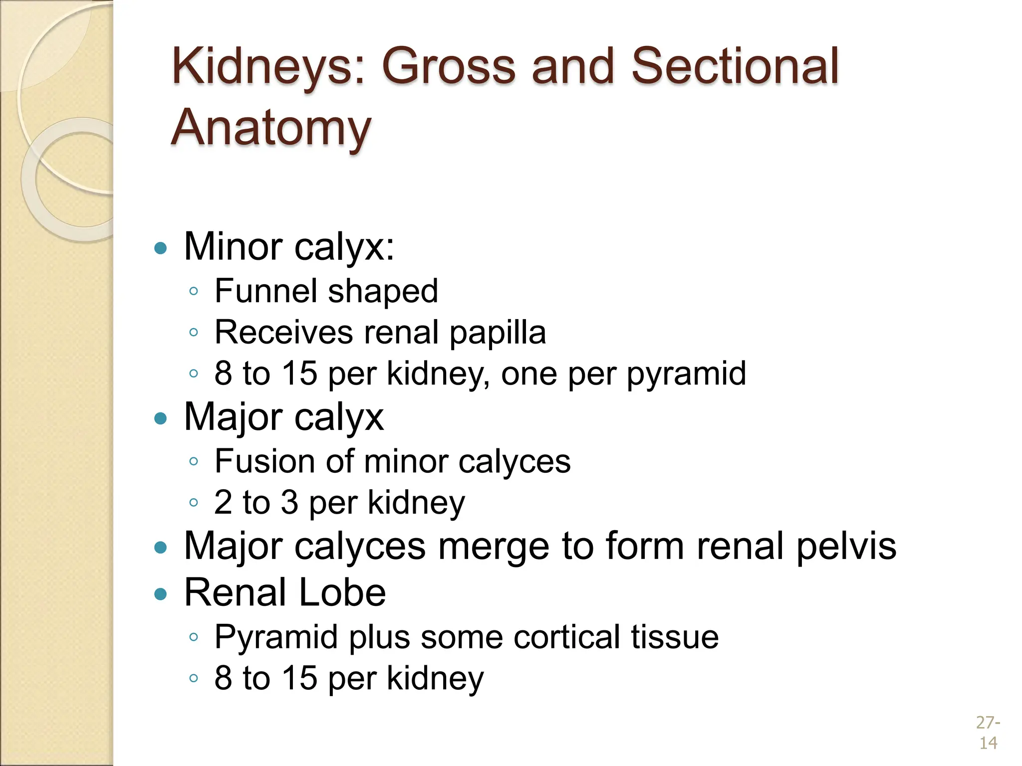 anatomical structures of Urinary System.ppt