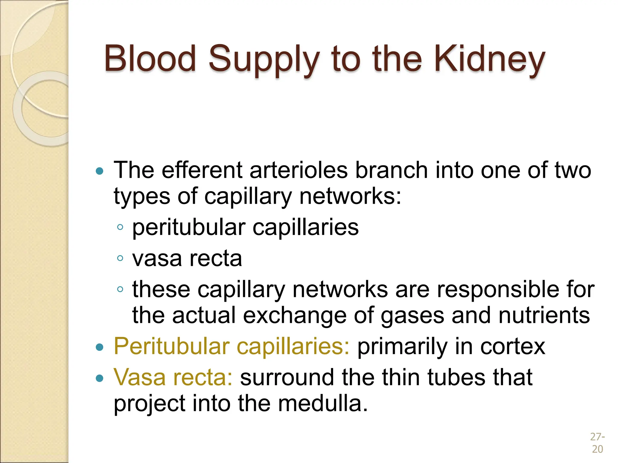 anatomical structures of Urinary System.ppt