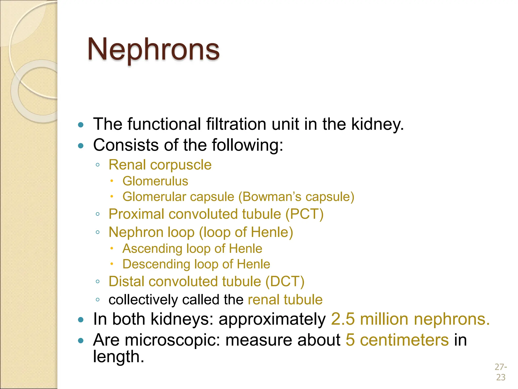 anatomical structures of Urinary System.ppt