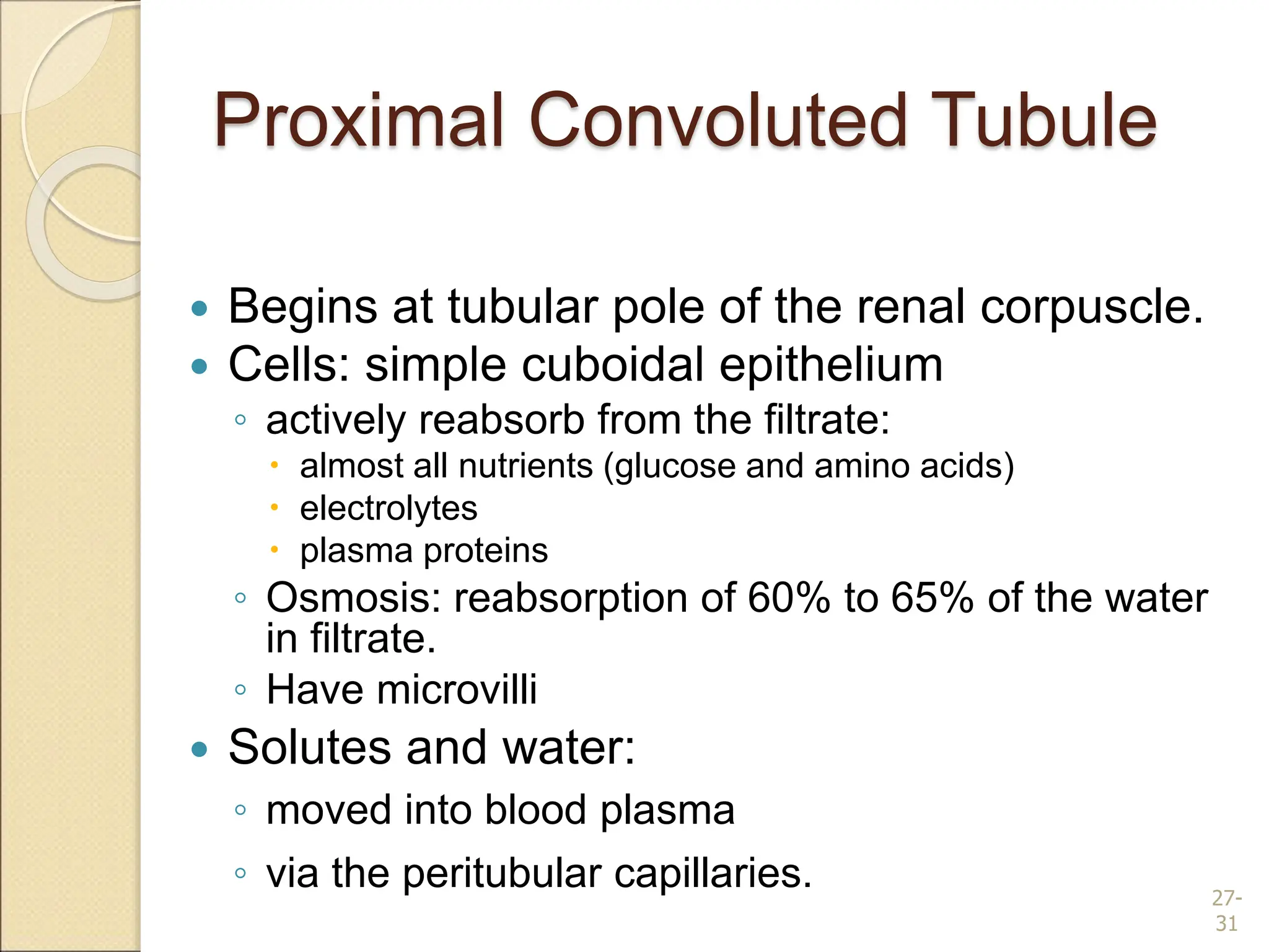 anatomical structures of Urinary System.ppt