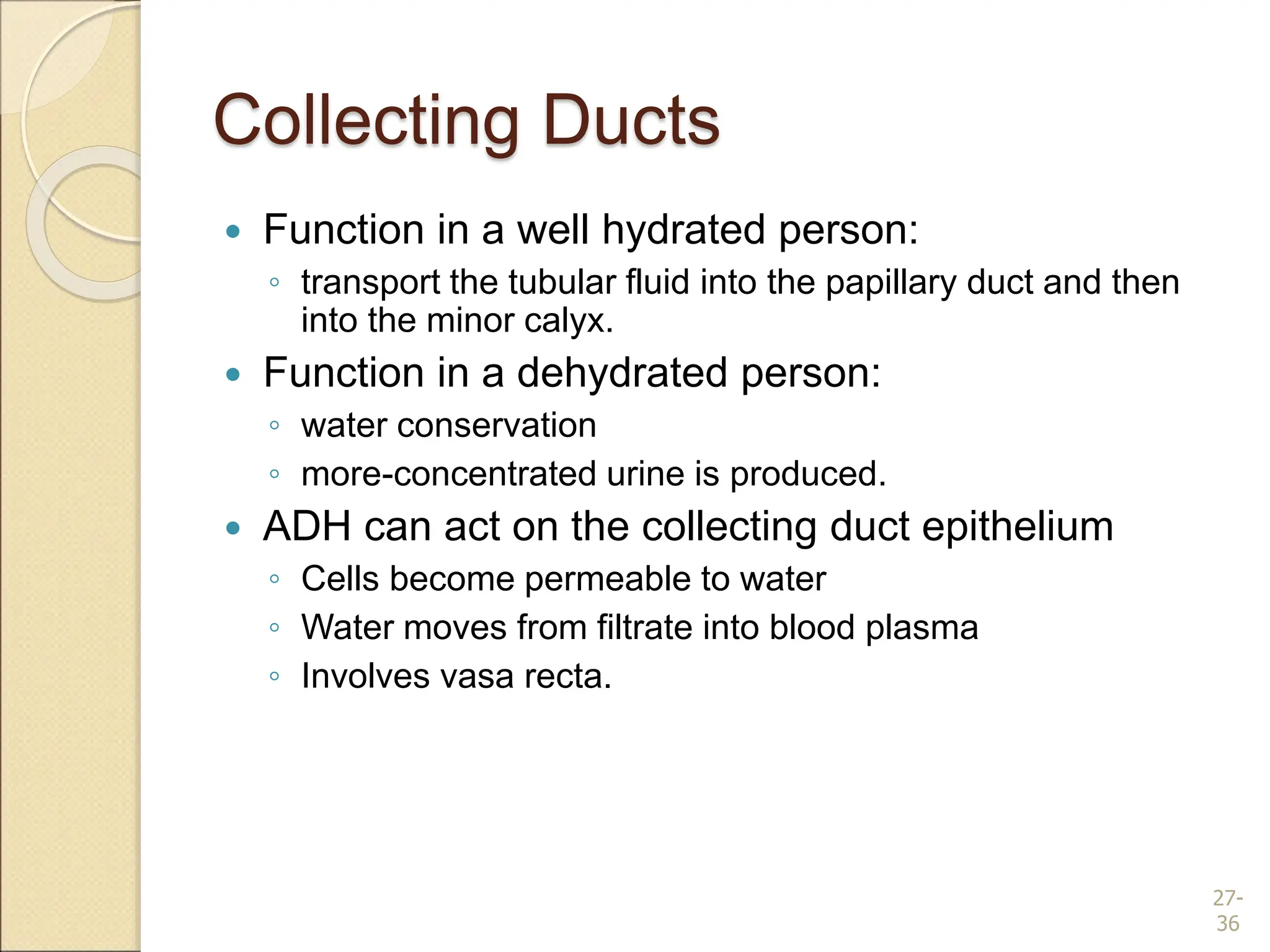 anatomical structures of Urinary System.ppt