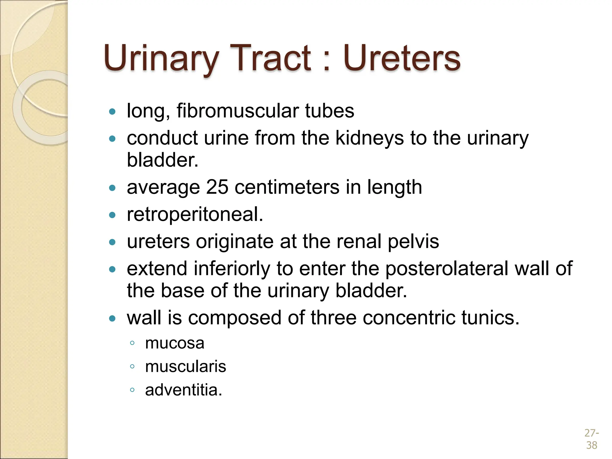 anatomical structures of Urinary System.ppt | Chemistry | Science