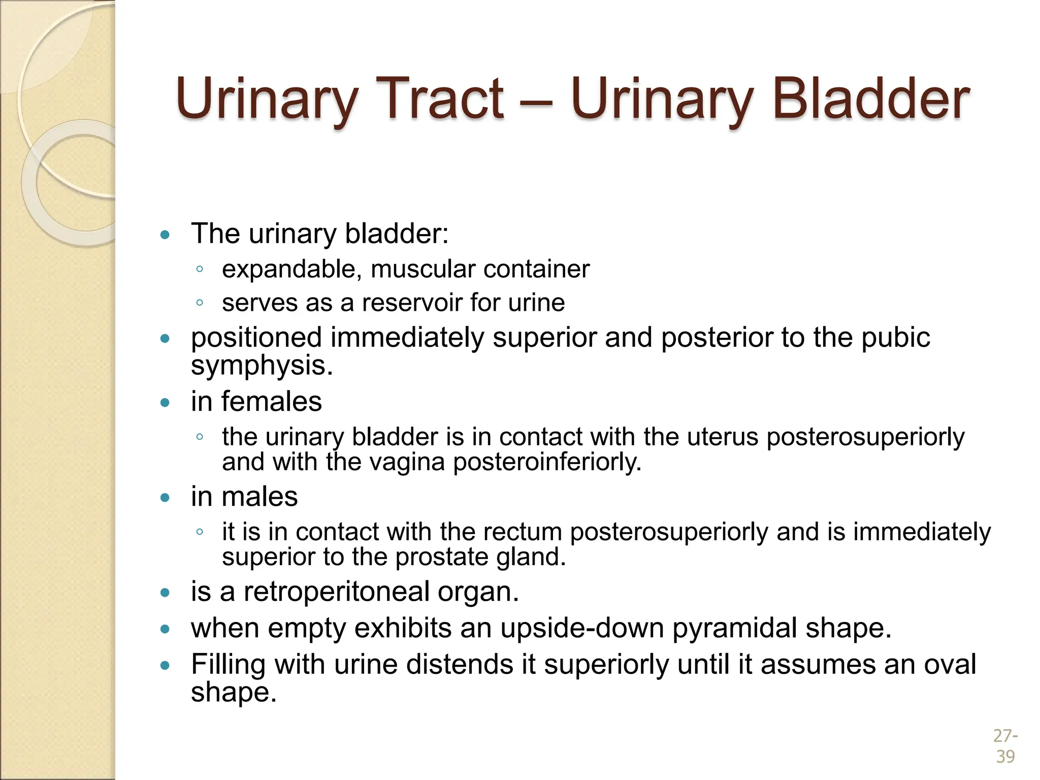 anatomical structures of Urinary System.ppt