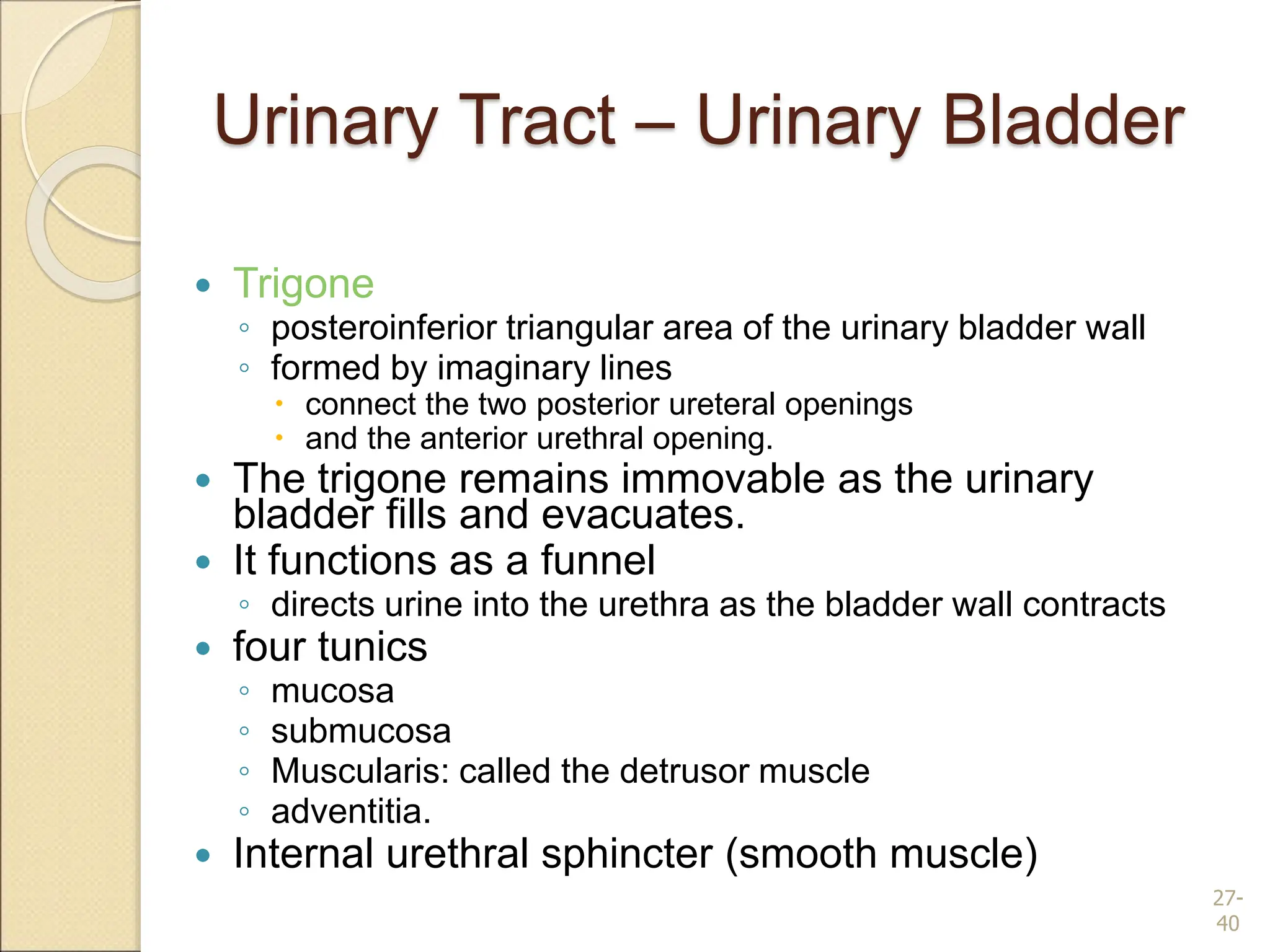 anatomical structures of Urinary System.ppt