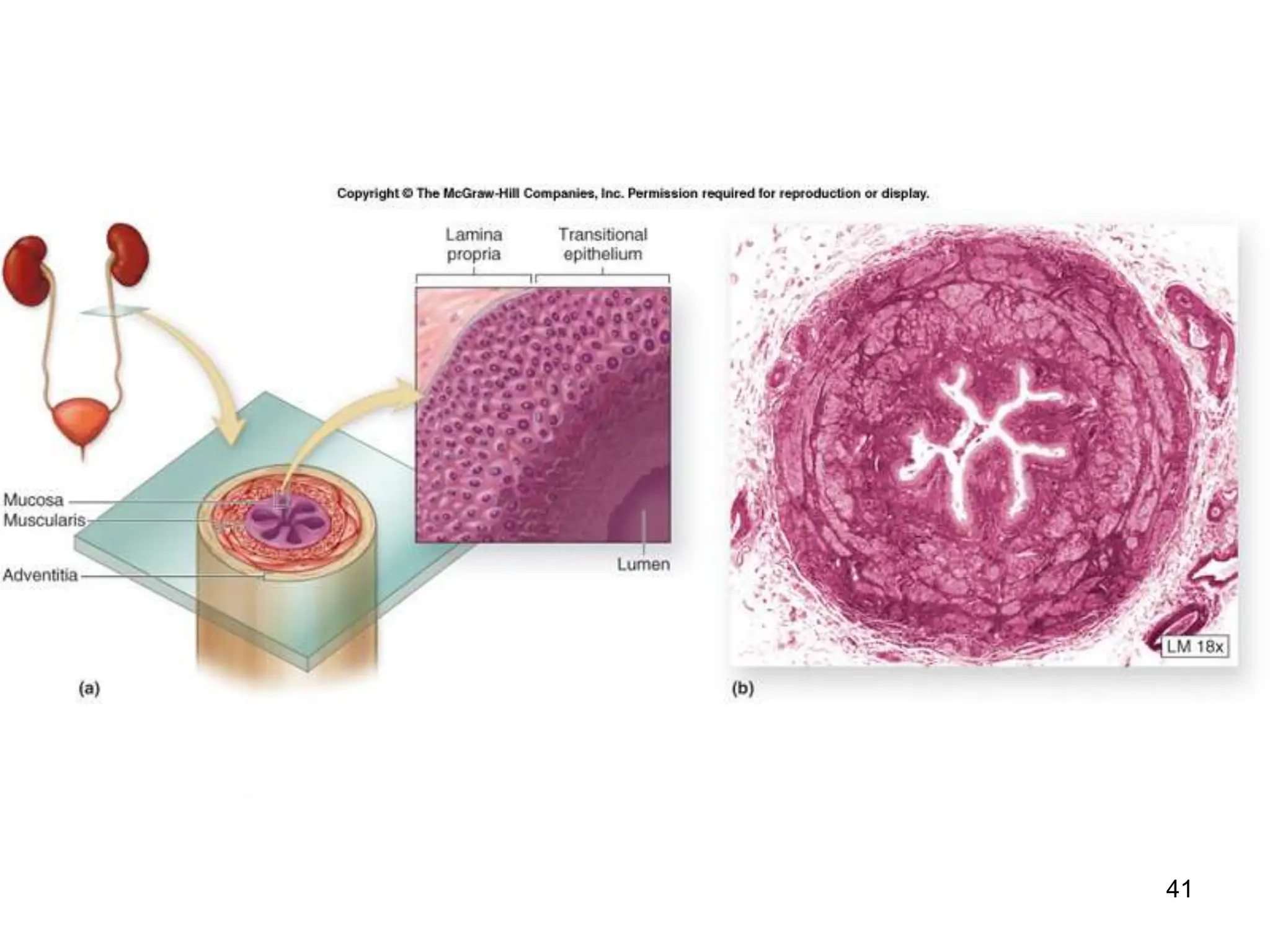 anatomical structures of Urinary System.ppt