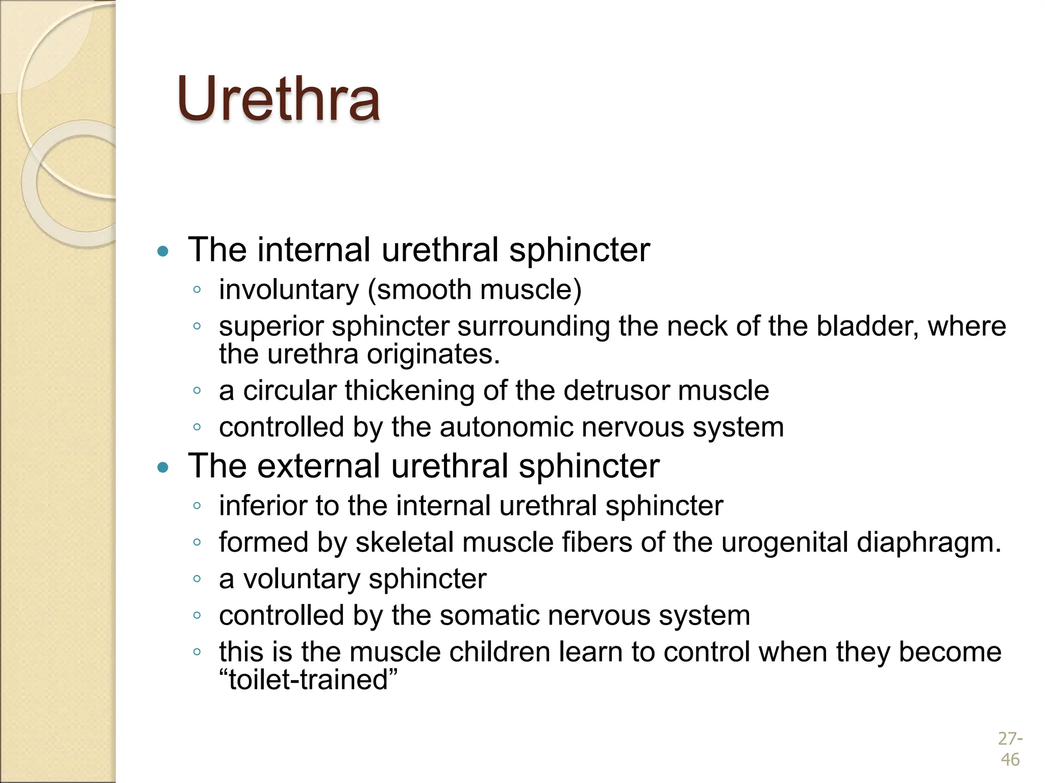 anatomical structures of Urinary System.ppt
