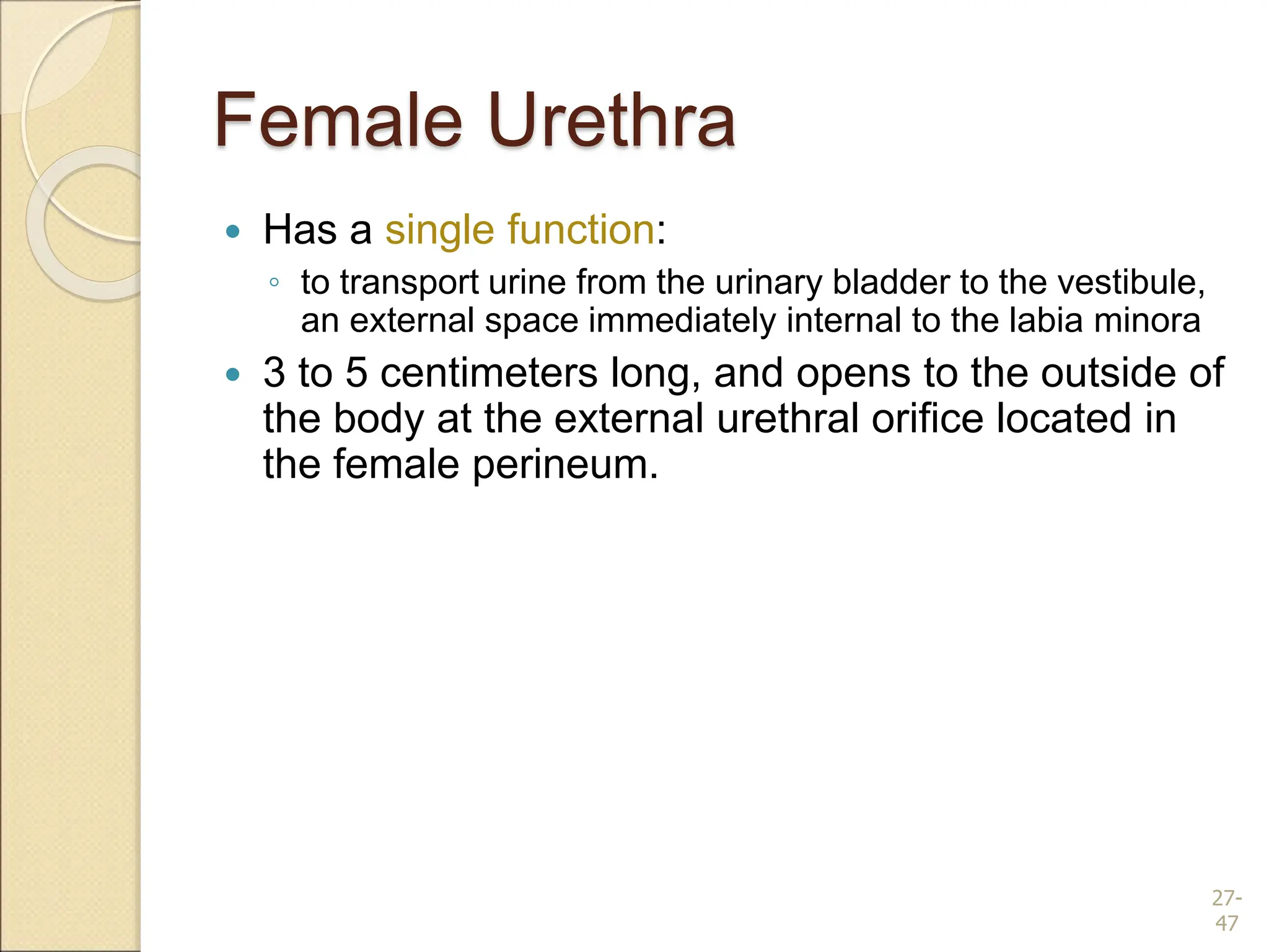 anatomical structures of Urinary System.ppt