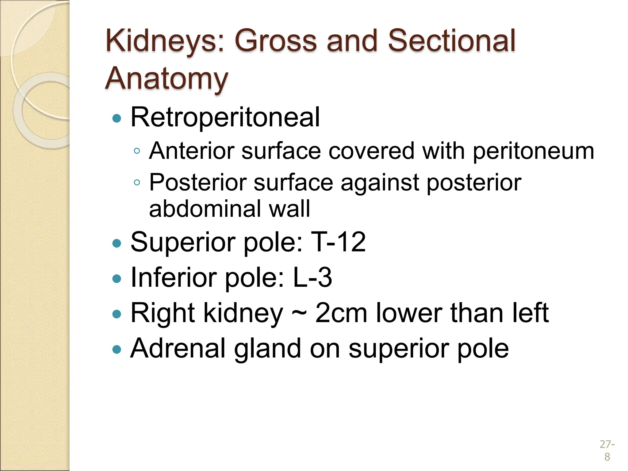 anatomical structures of Urinary System.ppt