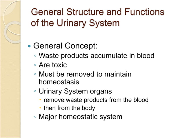 anatomical structures of Urinary System.ppt