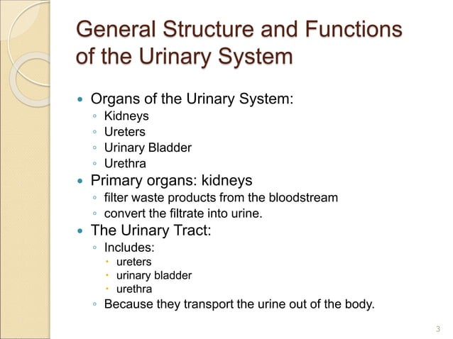 anatomical structures of Urinary System.ppt