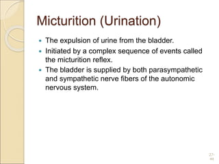 anatomical structures of Urinary System.ppt