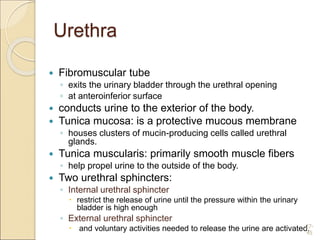 anatomical structures of Urinary System.ppt