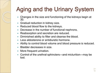 anatomical structures of Urinary System.ppt