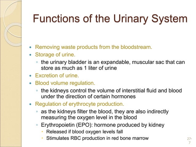 anatomical structures of Urinary System.ppt
