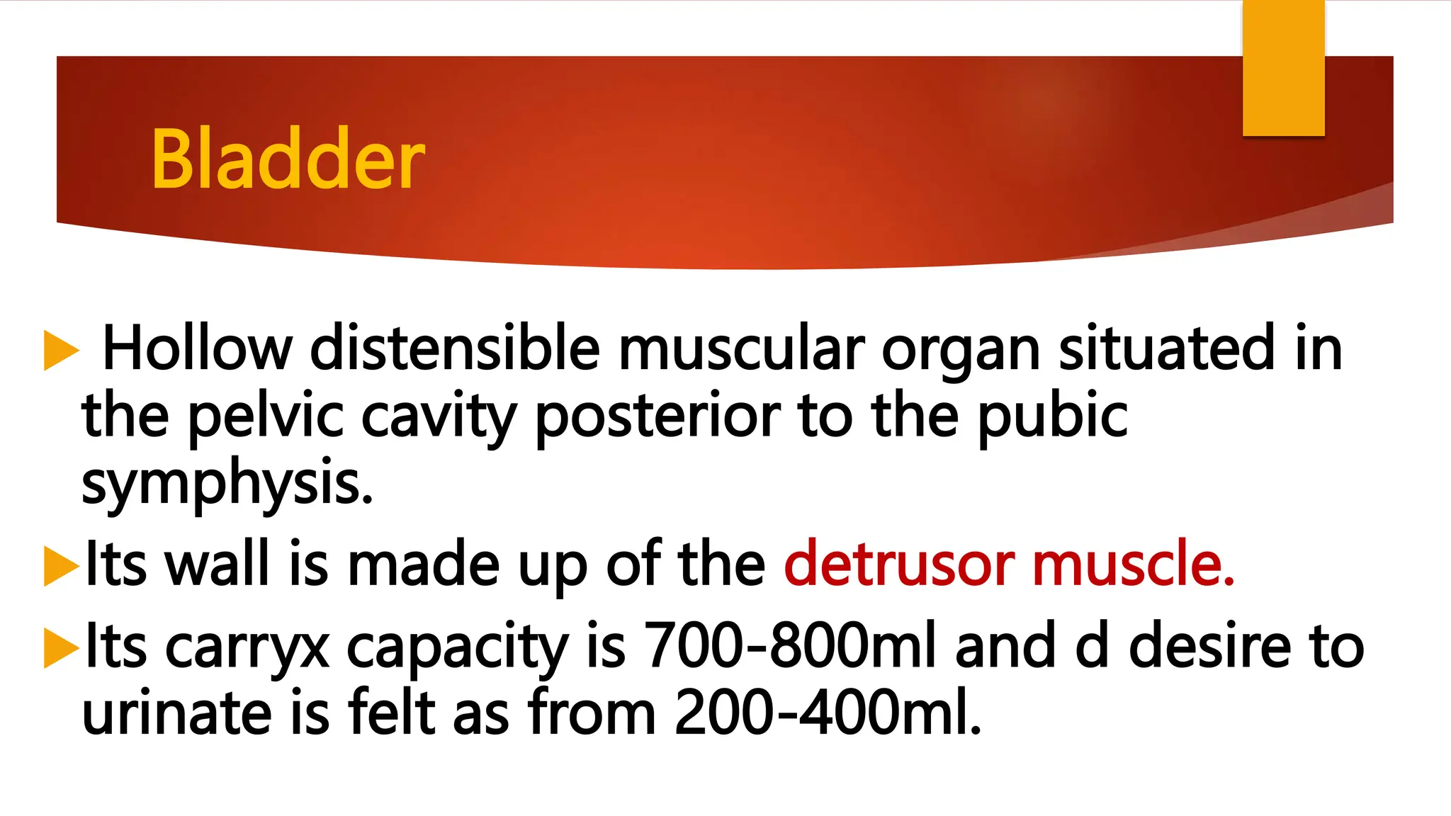 URINARY SYSTEM.pptxkucicigiccigigigggigkgkg | PPTX