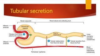 URINARY SYSTEM.pptxkucicigiccigigigggigkgkg | PPT
