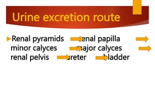 URINARY SYSTEM.pptxkucicigiccigigigggigkgkg | PPTX