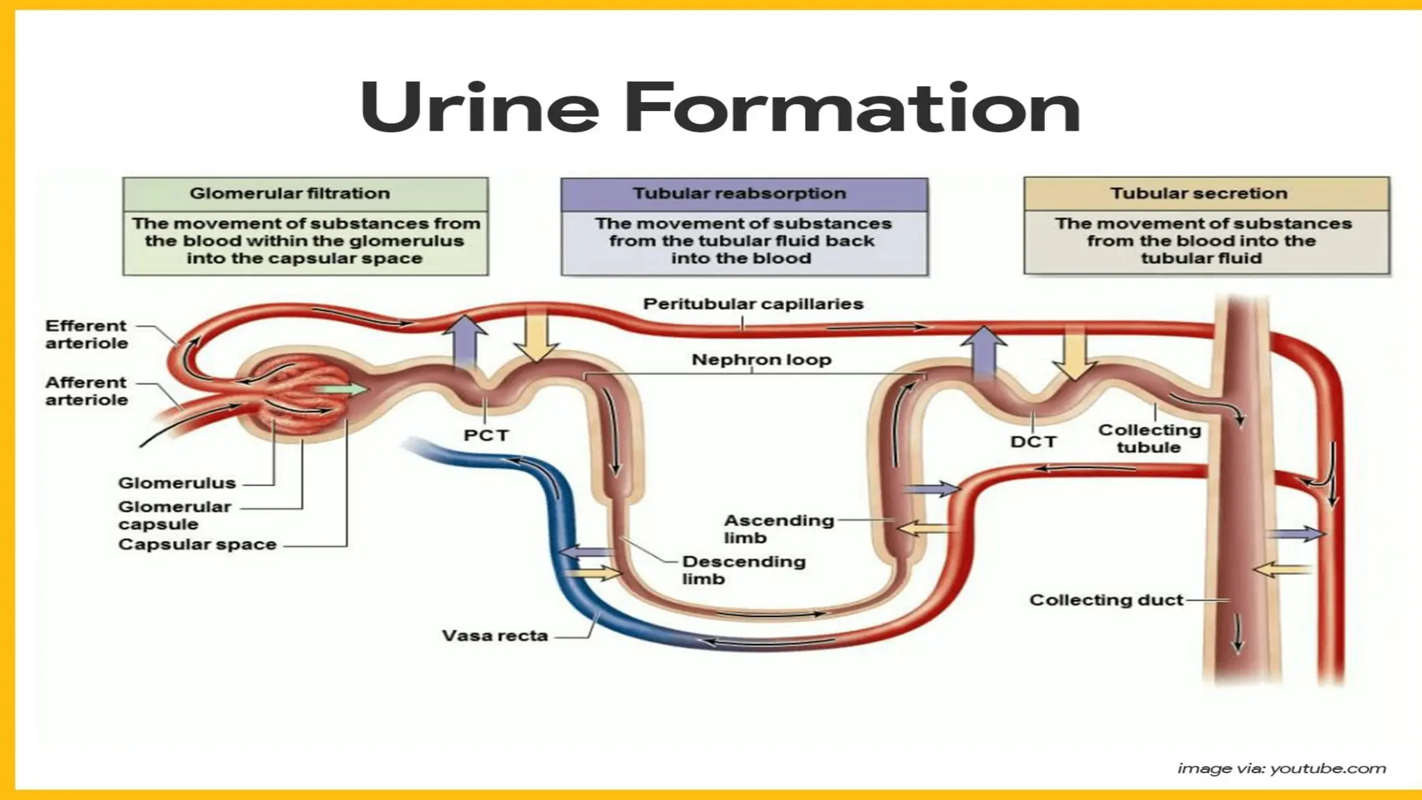 URINARY SYSTEM.pptx by Ravindra seervi | PPTX