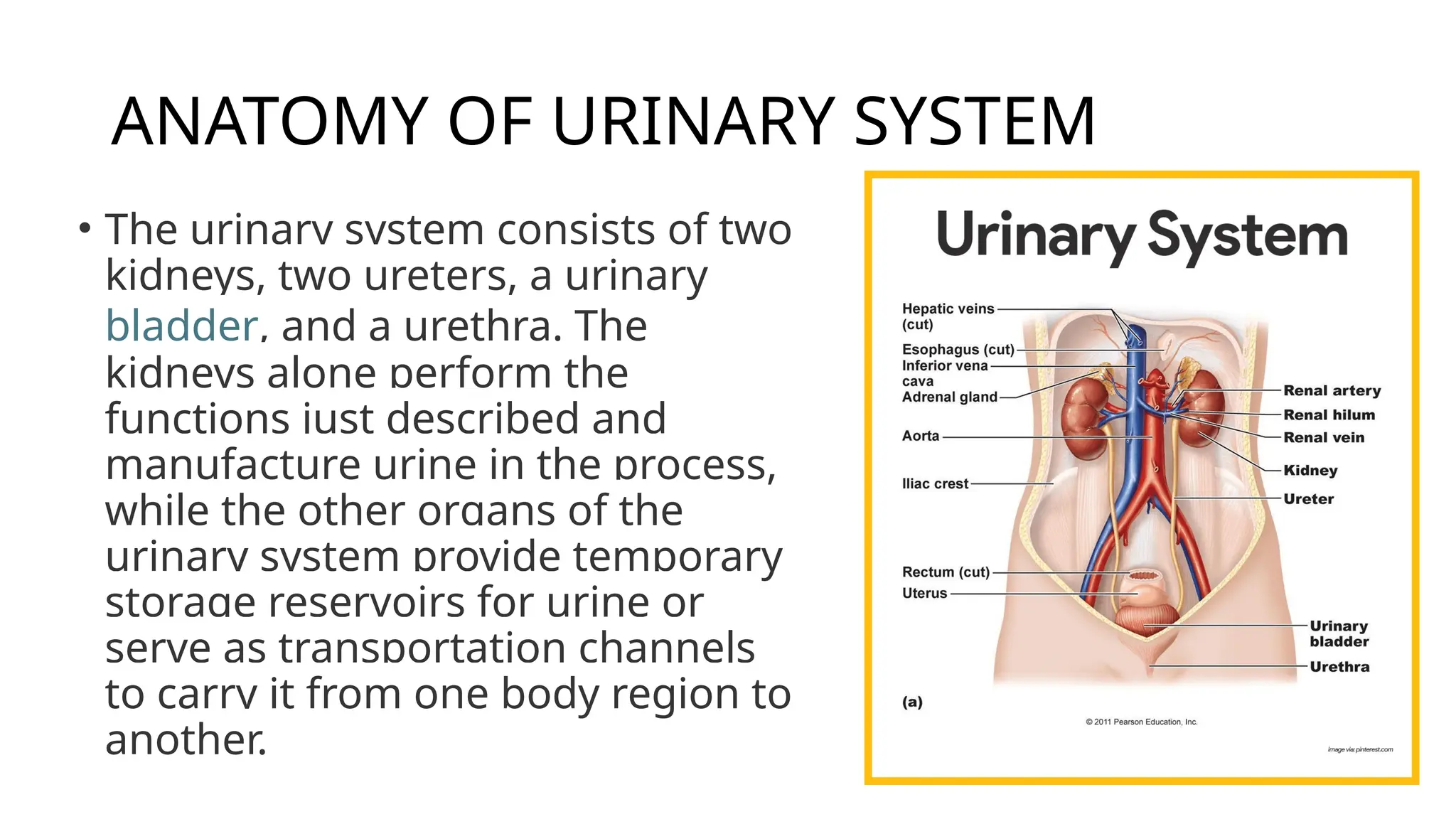 URINARY SYSTEM.pptx by Ravindra seervi | PPTX