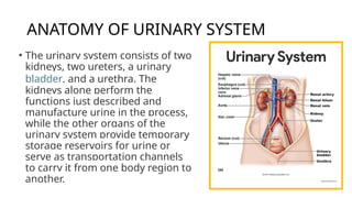 URINARY SYSTEM.pptx by Ravindra seervi | PPTX