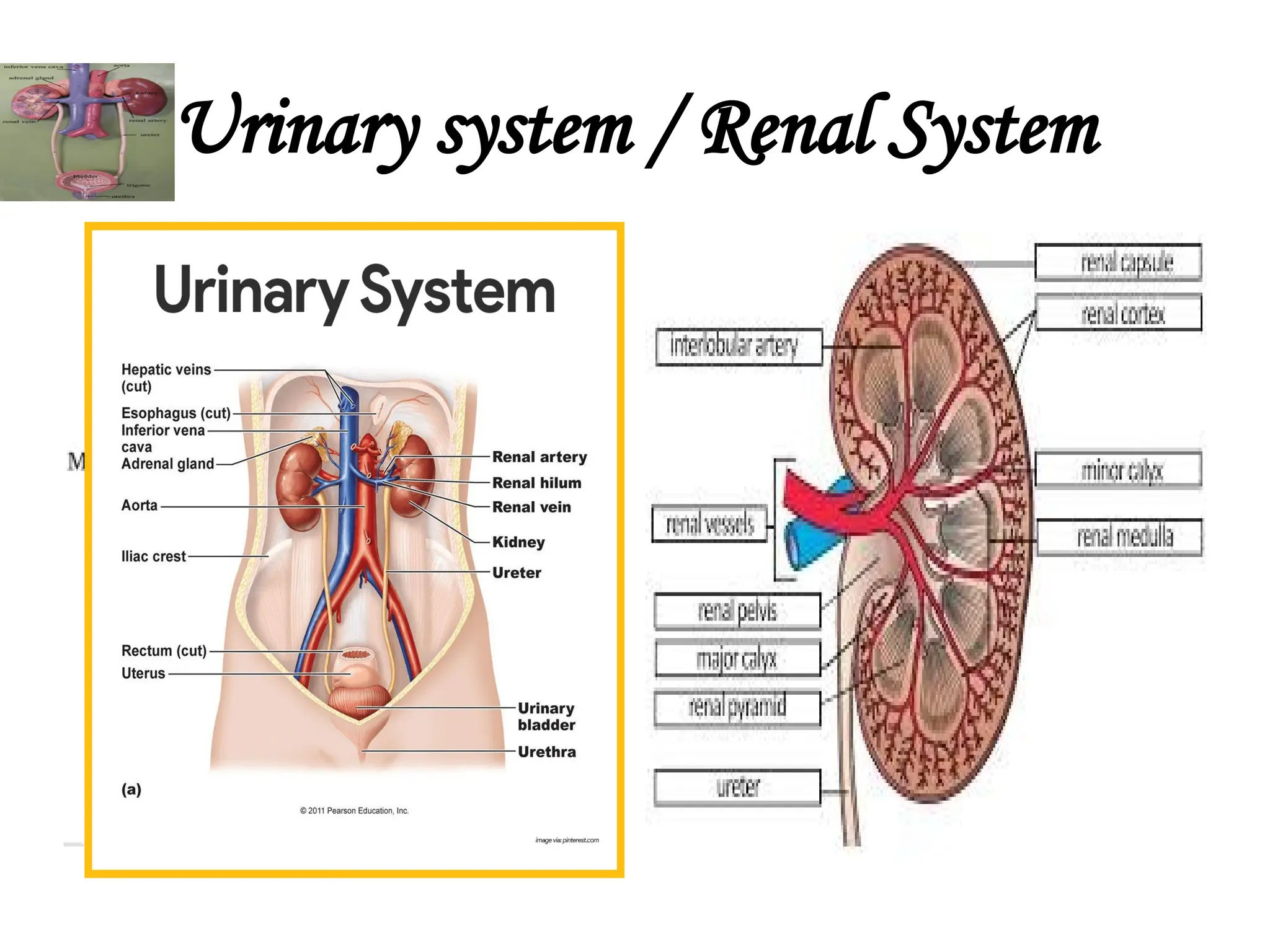 urinary system.ppt parts and functions of it | PPT