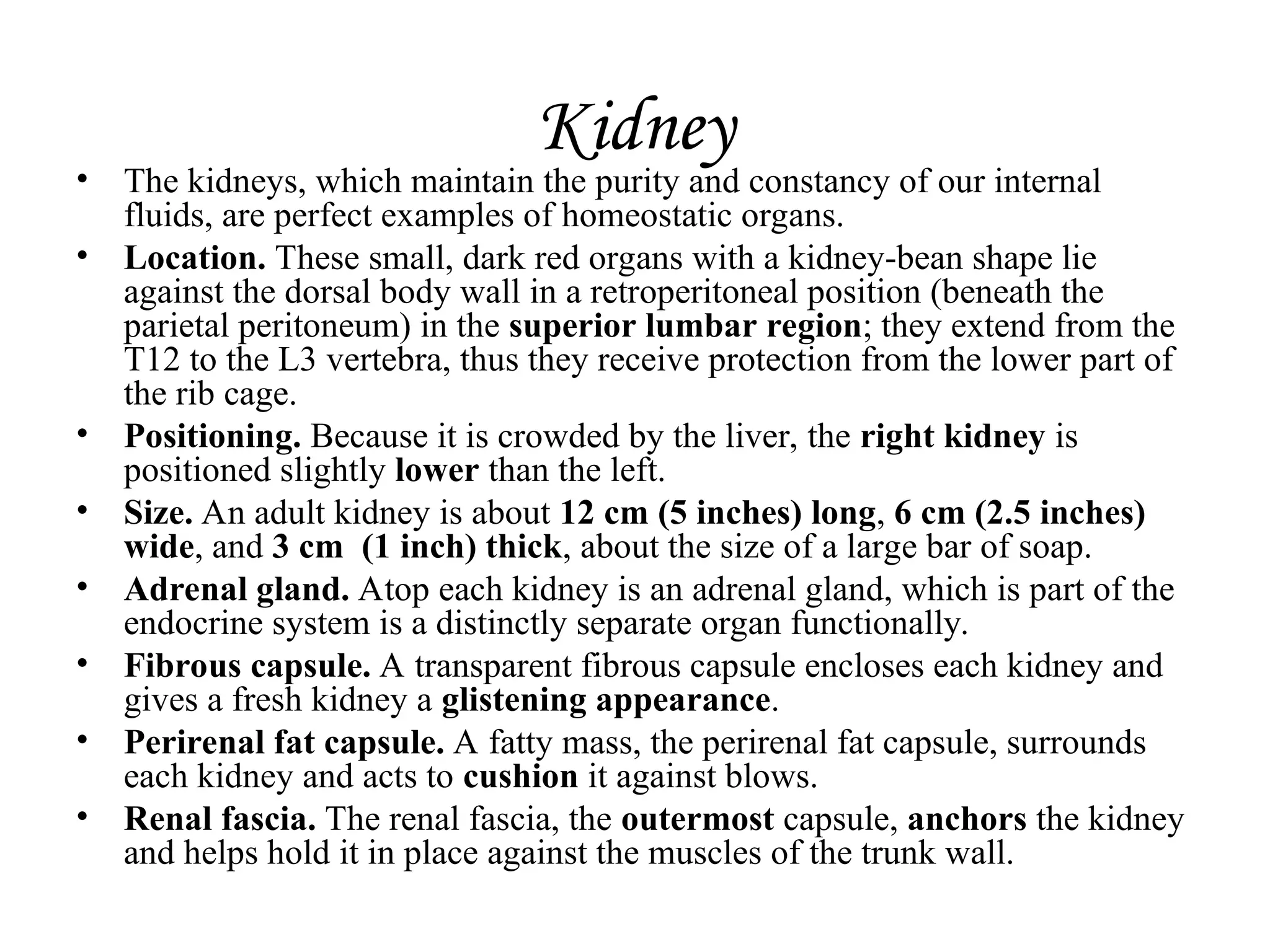 urinary system.ppt parts and functions of it | PPT