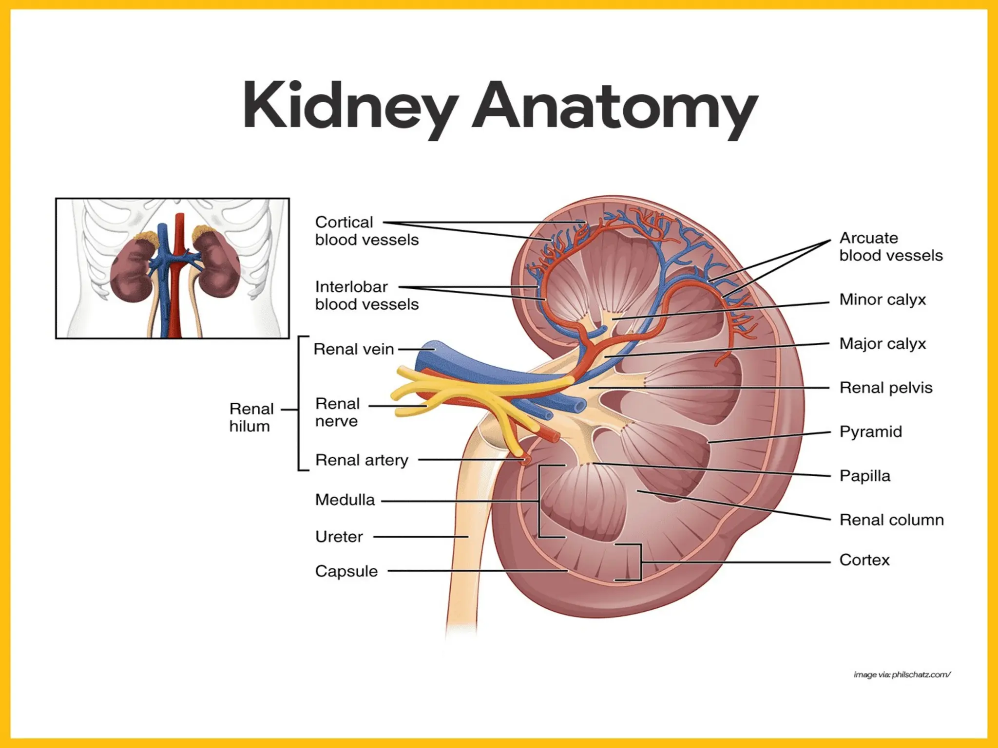 urinary system.ppt parts and functions of it | PPT