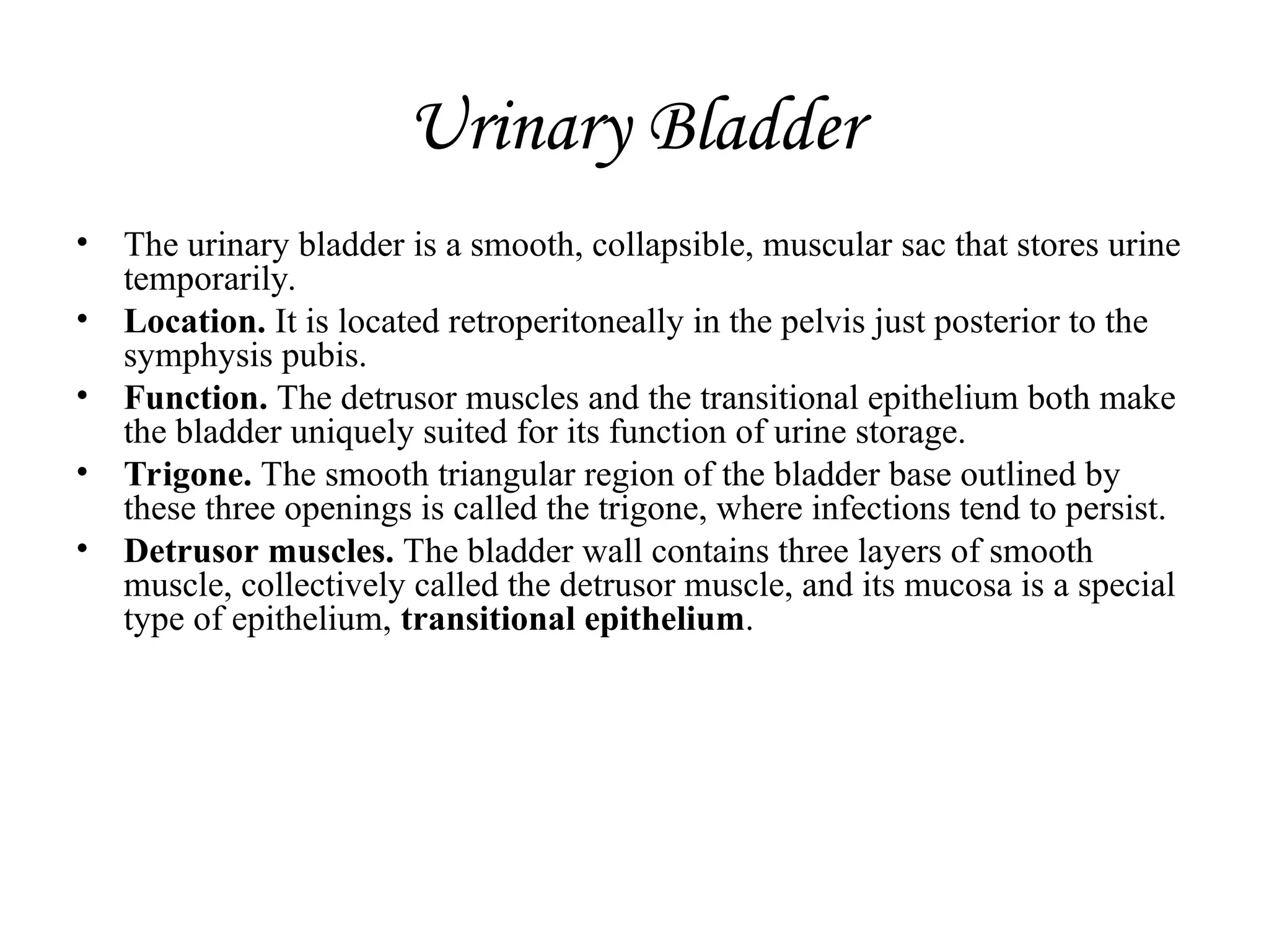 urinary system.ppt parts and functions of it | PPT