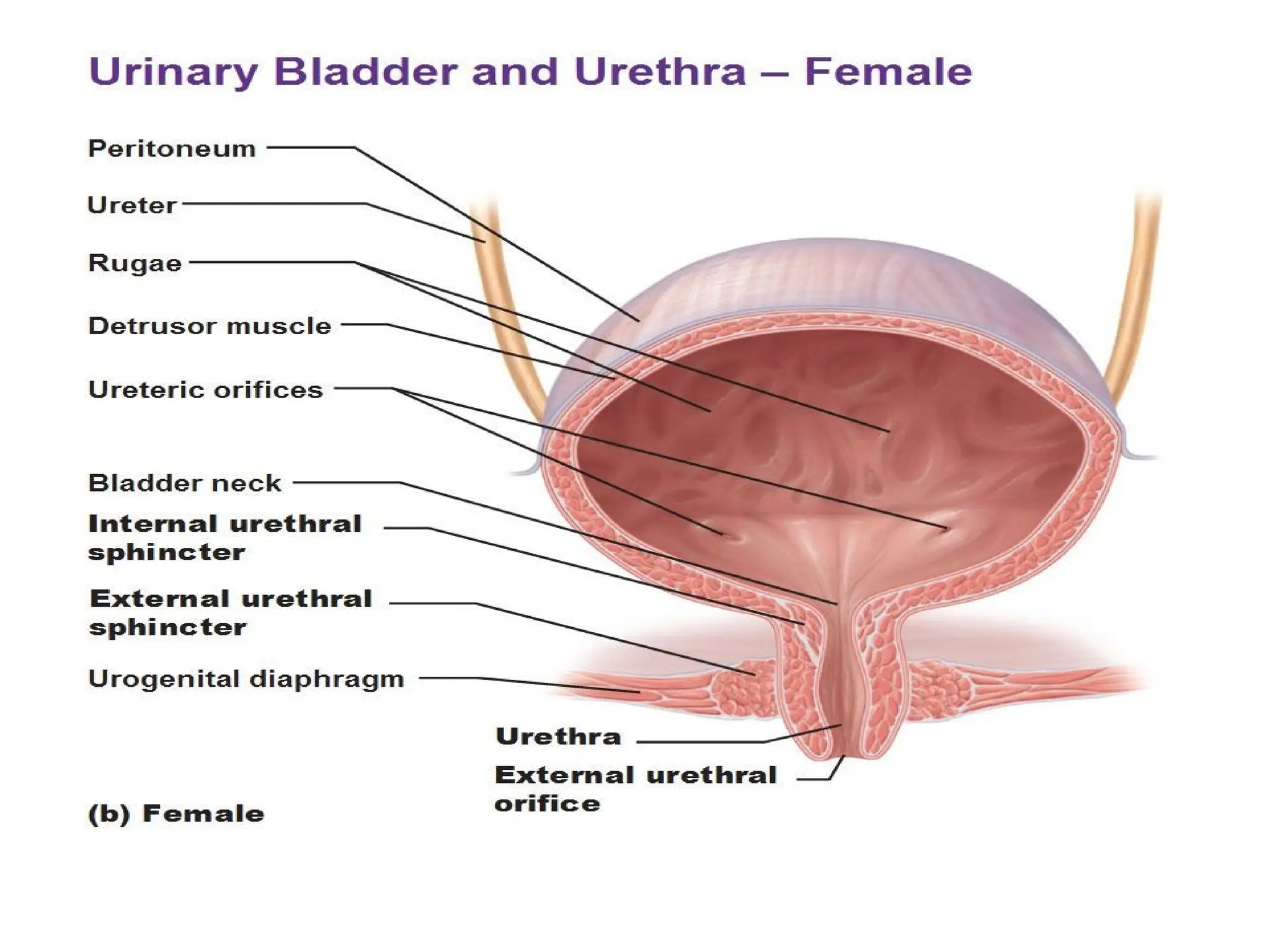 urinary system.ppt parts and functions of it | PPT