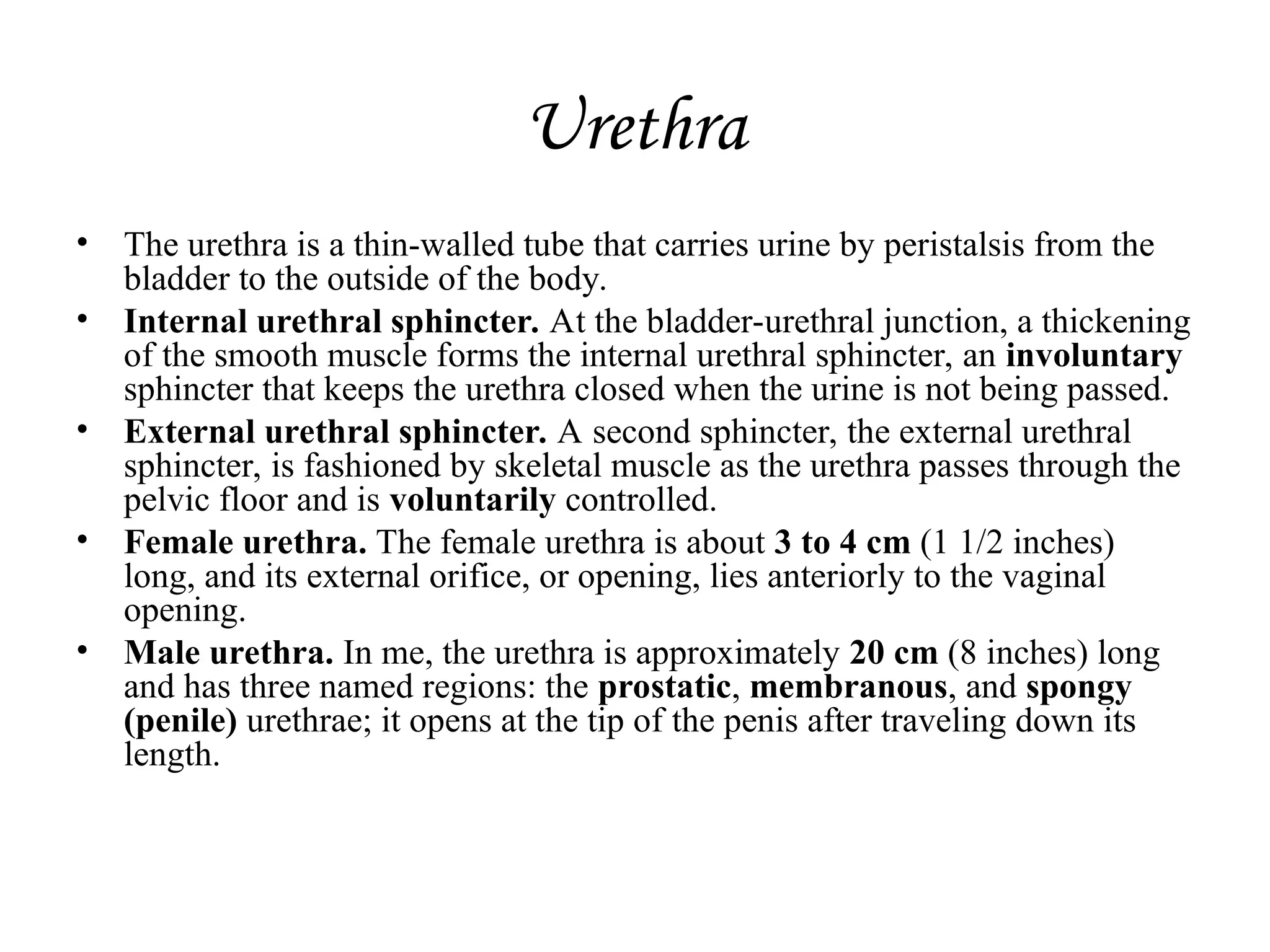urinary system.ppt parts and functions of it | PPT