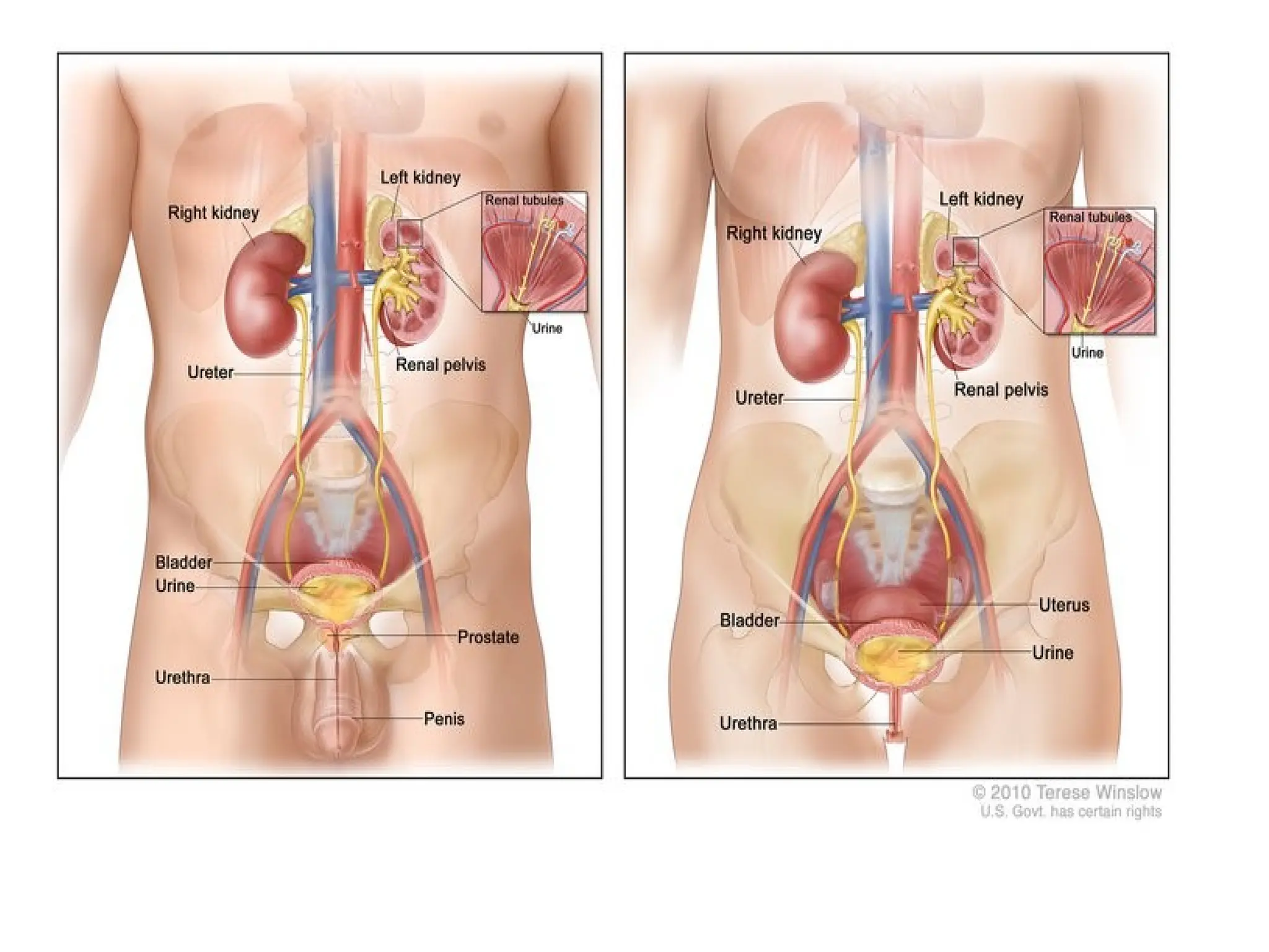 urinary system.ppt parts and functions of it | PPT
