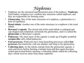 urinary system.ppt parts and functions of it | PPT