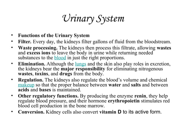 urinary system.ppt parts and functions of it | PPT