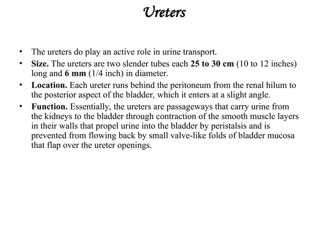 urinary system.ppt parts and functions of it | PPT