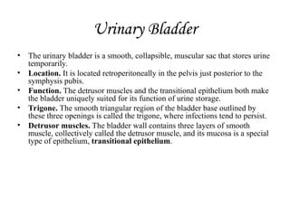 urinary system.ppt parts and functions of it | PPT